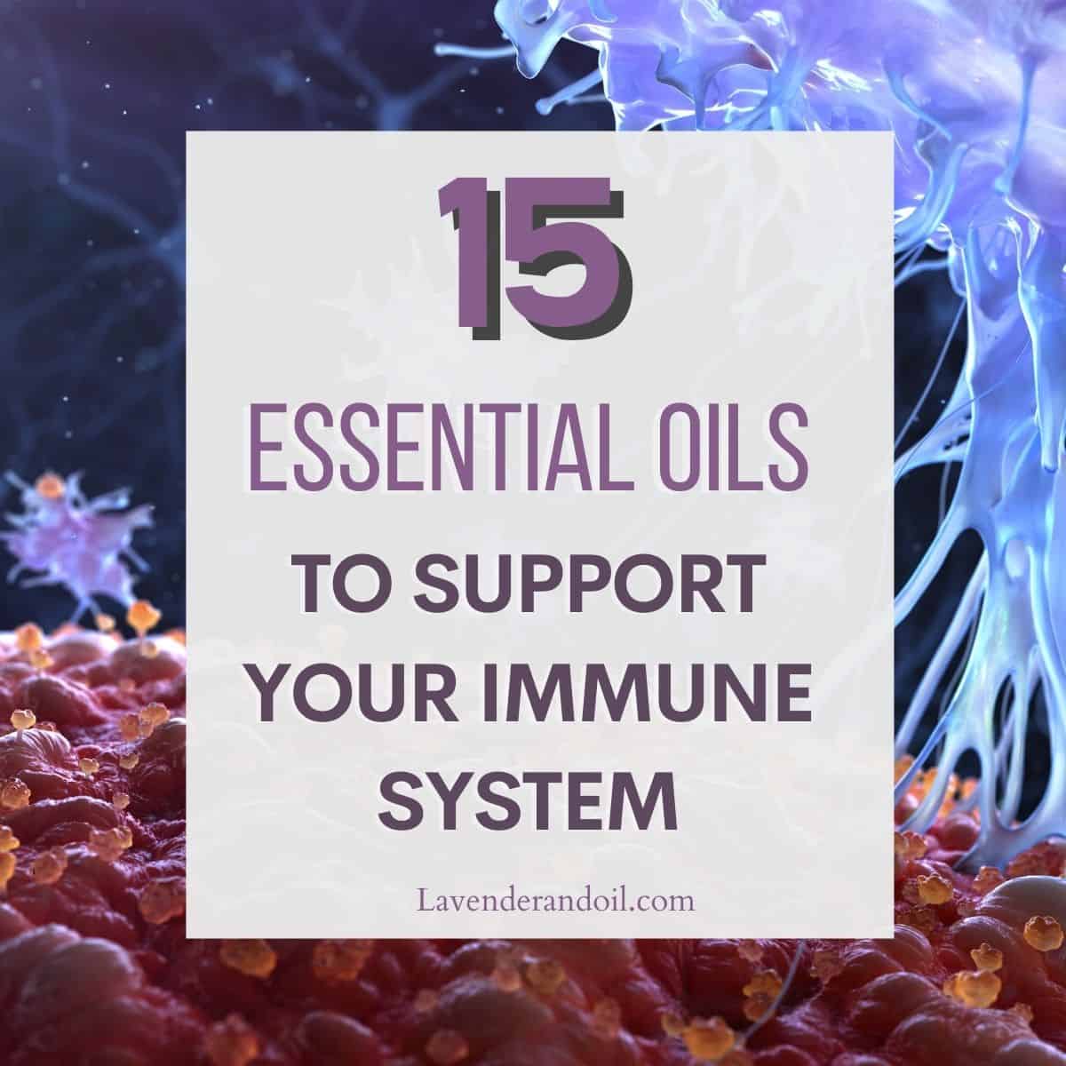 15 Essential Oils That Will Support Your Immune System - lavenderandoil.com